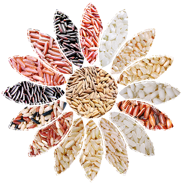 Biosud - Les agriculteurs Bio de PACA