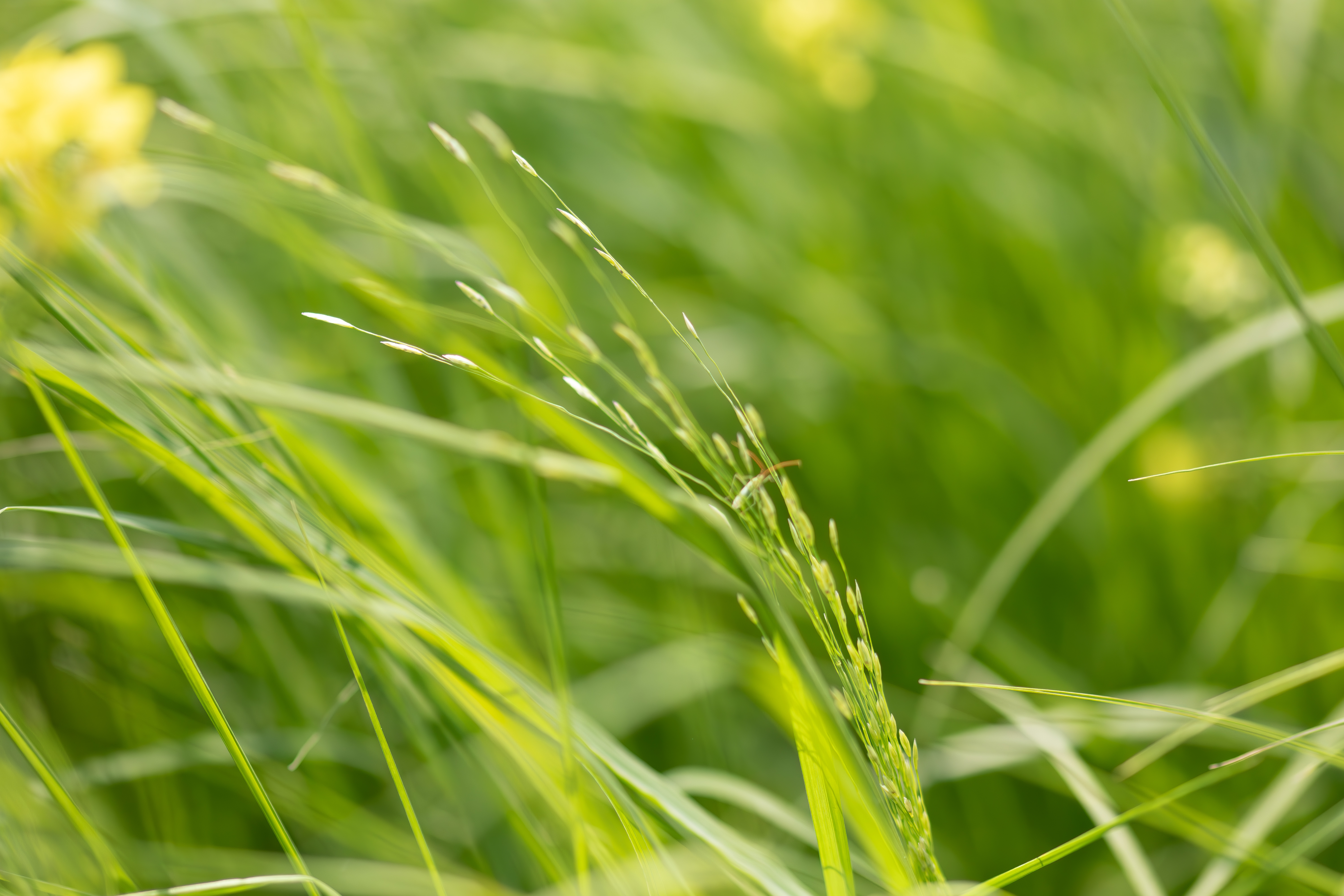 Le teff, une première année d’expérimentation : des résultats ...